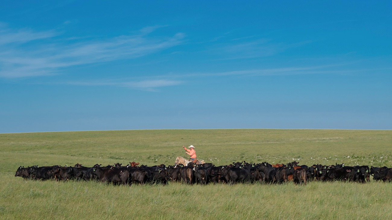 Caring for Cattle on the Pasture